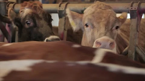 Cow close-up. Cows on the farm close-up.... | Stock Video | Pond5