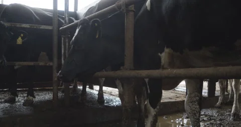 A cow in a dirty barn. farm animal husba... | Stock Video | Pond5