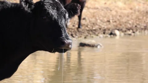 Saliva Dripping Stock Video Footage | Royalty Free Saliva Dripping ...