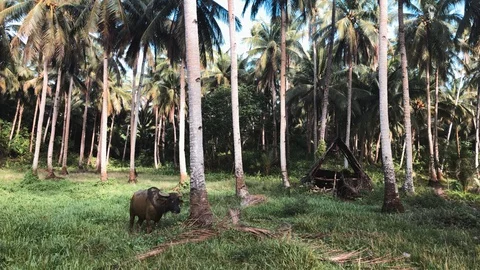 Cow eating in front of palm trees - Tilt... | Stock Video | Pond5