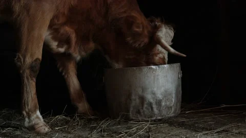 Cow eating from a steal bucket, Siberian... | Stock Video | Pond5