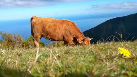 Cow Pooping Stock Videos – Royalty-Free HD & 4K Videos | Pond5