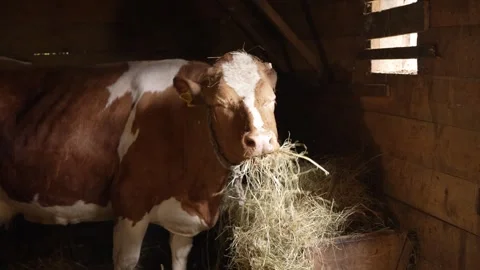 A cow eats hay in a barn | Stock Video | Pond5