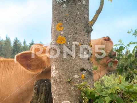 Cow eats leaves of a hedge and is hidden by a branch - An animal behind ...