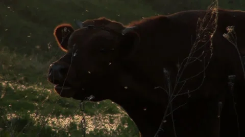 Cow Voice Stock Video Footage | Royalty Free Cow Voice Videos | Pond5