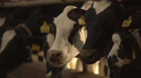 Cow Faces Stock Videos – Royalty-Free HD & 4K Videos