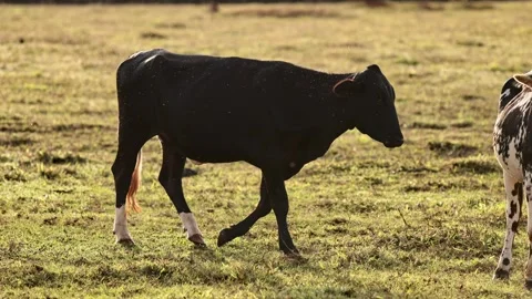 cow farm animals with many insects flyin... | Stock Video | Pond5