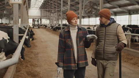 Cow Farm Workers Discussing Plans | Stock Video | Pond5