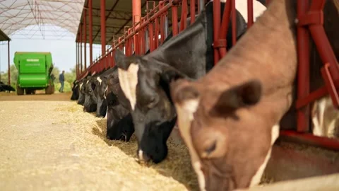 Cows Cattle Breeding Stock Video Footage | Royalty Free Cows Cattle ...