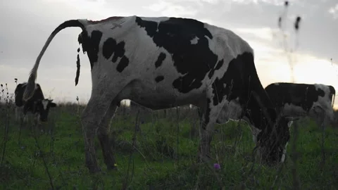Cow Defecate Stock Videos – Royalty-Free HD & 4K Videos