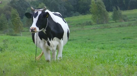 Cow Stock Video Footage | Royalty Free Cow Videos | Pond5