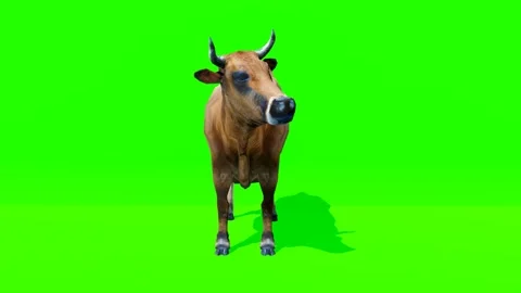 Green Screen Cow Stock Video Footage | Royalty Free Green Screen Cow ...