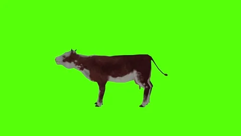 Cow Getting Hit Green Screen Animation 4... | Stock Video | Pond5