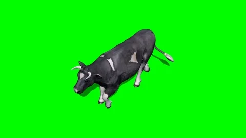 Green Screen Cow Stock Video Footage | Royalty Free Green Screen Cow ...