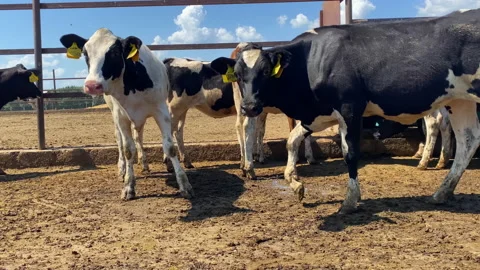 People Running Scared Stock Footage ~ Royalty Free Stock Videos | Pond5