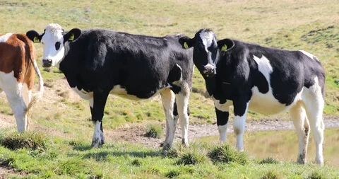 Cows Mating Stock Videos – Royalty-Free HD & 4K Videos