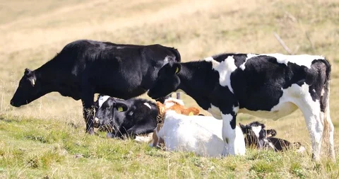 Cows Mating Stock Videos – Royalty-Free HD & 4K Videos