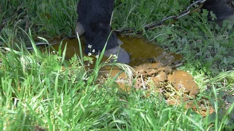 Cow Pooping Stock Videos – Royalty-Free HD & 4K Videos | Pond5