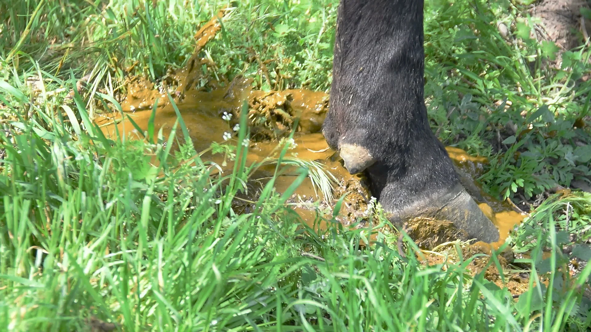 Cow Stepped On My Foot Top Sellers | emergencydentistry.com