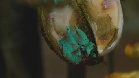 Hoof Cleaning Cow Stock Videos – Royalty-Free HD & 4K Videos | Pond5