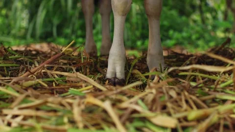 Cow hooves stand on a haystack, four hoo... | Stock Video | Pond5