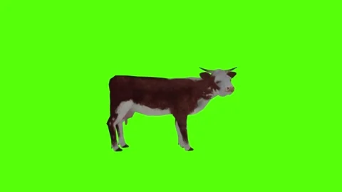 Cow idle Green Screen Animation 4k Rende... | Stock Video | Pond5