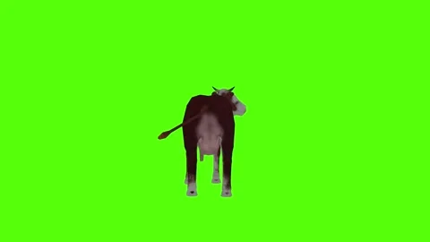Green Screen Cow Stock Video Footage | Royalty Free Green Screen Cow ...