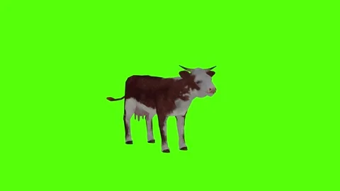 Cow idle Green Screen Animation 4k Rende... | Stock Video | Pond5