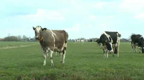 Cow Jump Stock Footage ~ Royalty Free Stock Videos | Pond5