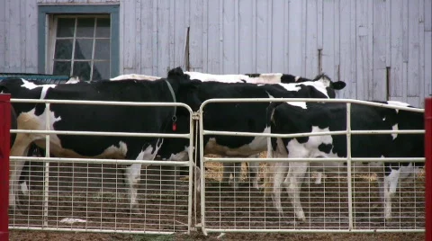 Cow Jumping Fence Stock Videos – Royalty-Free HD & 4K Videos