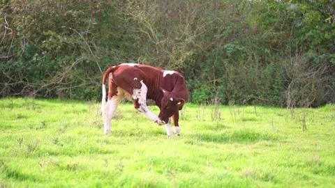 Cow Paw Stock Video Footage | Royalty Free Cow Paw Videos | Pond5