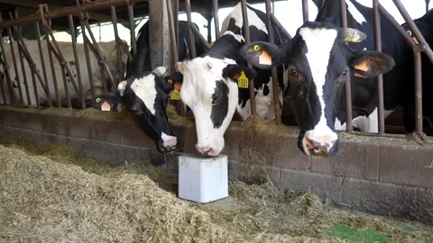 Cow Lick Stock Footage ~ Royalty Free Stock Videos | Pond5