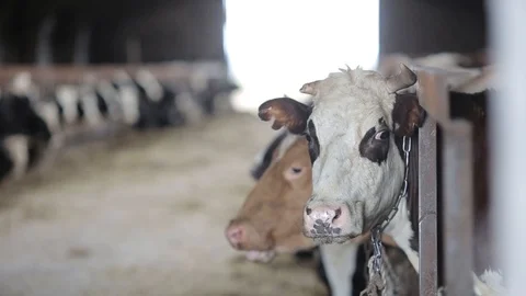 Factory Cows Stock Footage ~ Royalty Free Stock Videos | Pond5