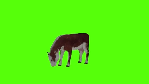 Green Screen Cow Stock Video Footage | Royalty Free Green Screen Cow ...