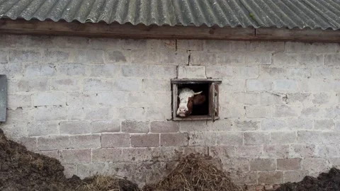 Cow looking out from window of shed on b... | Stock Video | Pond5
