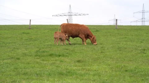 Cow Pooping Stock Videos – Royalty-Free HD & 4K Videos | Pond5