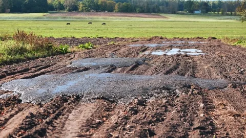 Cow manure on the field in early fall. O... | Stock Video | Pond5