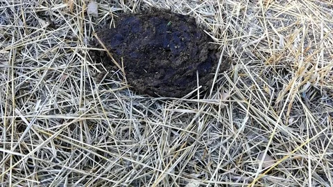 Cow Pooping Stock Videos – Royalty-Free HD & 4K Videos | Pond5