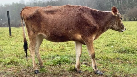 Big Horse Mating Stock Videos – Royalty-Free HD & 4K Videos