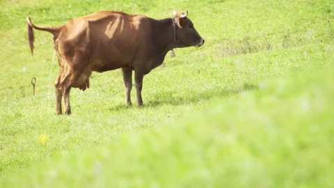 Animal Cow Urination Stock Videos – Royalty-Free HD & 4K Videos