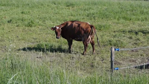 Cow Moo Stock Footage ~ Royalty Free Stock Videos | Pond5