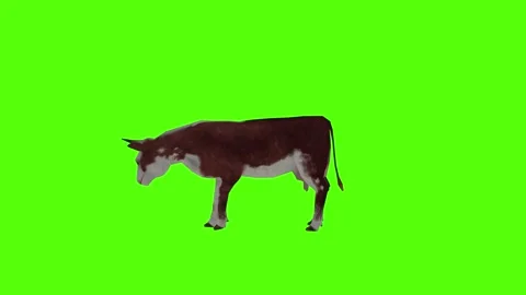 Cow Moving Head Green Screen Animation 4... | Stock Video | Pond5