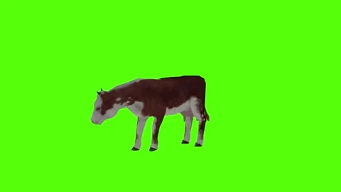 Cow Moving Head Green Screen Animation 4... | Stock Video | Pond5