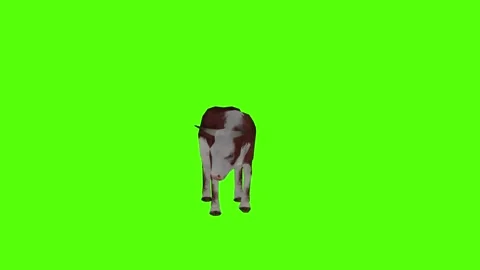Cow Moving Head Green Screen Animation 4... | Stock Video | Pond5