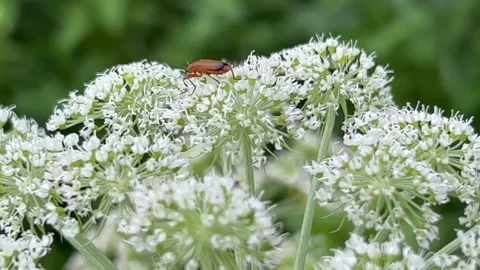 Cow parsley Anthriscus sylvestris with s... | Stock Video | Pond5