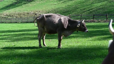 Cow peeing on field. Farm Animals in nat... | Stock Video | Pond5