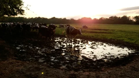 Animal Cow Urination Stock Videos – Royalty-Free HD & 4K Videos