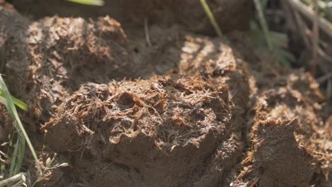 Pooping Close Up Stock Videos – Royalty-Free HD & 4K Videos