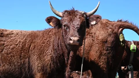 Cow pooping with the tail up on the farm... | Stock Video | Pond5