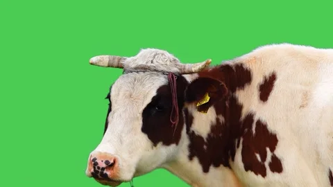 cow raises its head on green screen | Stock Video | Pond5